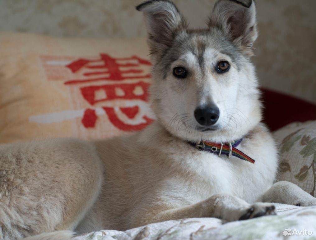 Ищет дом щенок средней собачки Белла