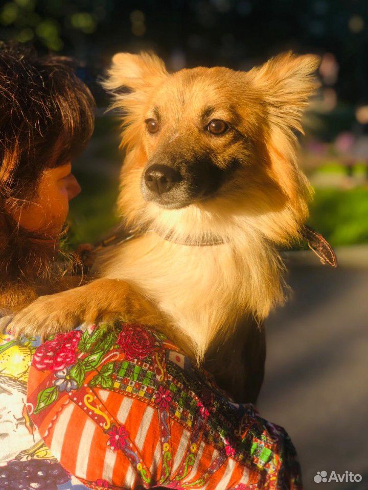 Щенок Лана, 10 месяцев, метис шпица