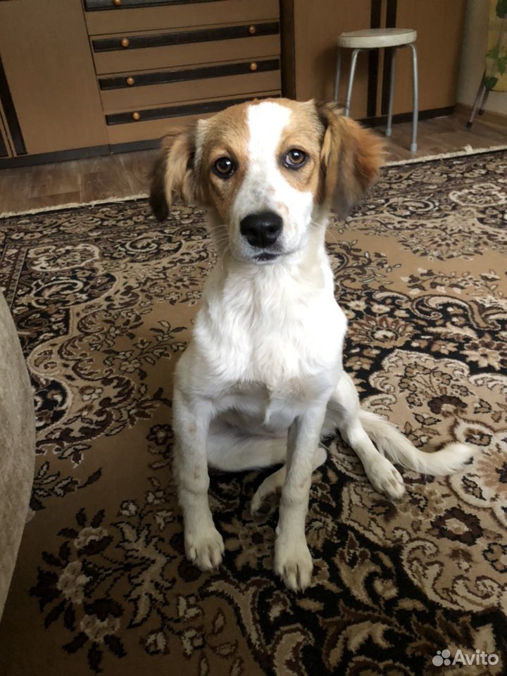 Русская борзая