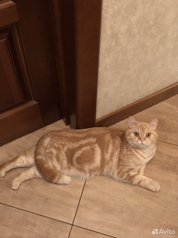 Милый шотландский прямоухий кот рыжего окраса