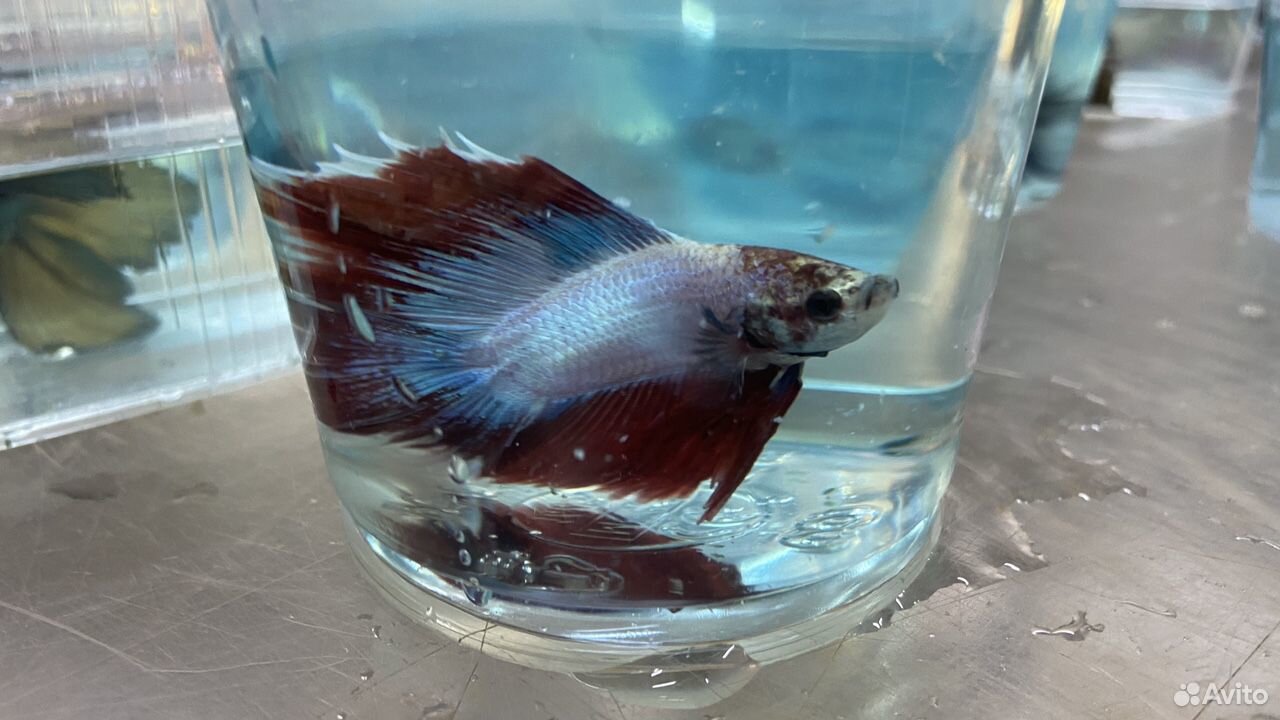 Петушок двойной хвост снежная синева краснохвостый