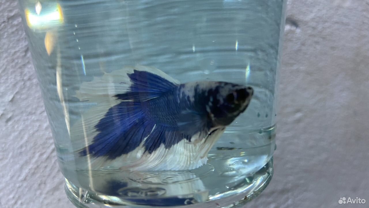 Петушок супердельта синий беж