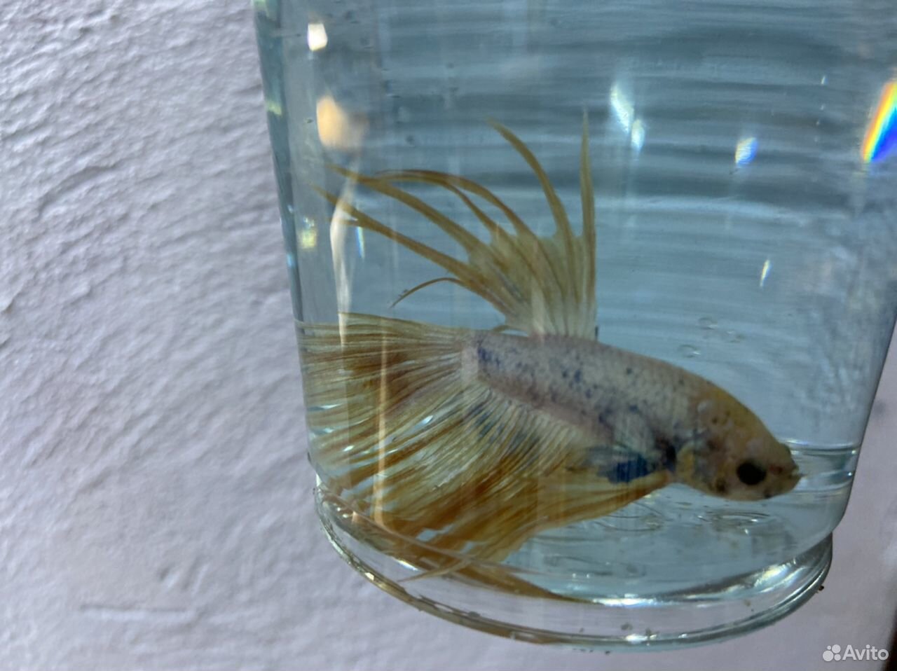 Петушок золотая корона