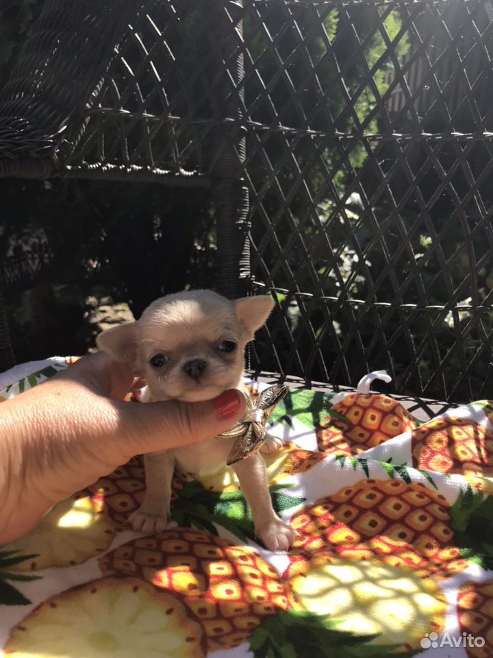 Кукольные чишки