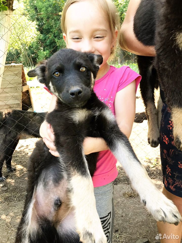 Восточноевропейская овчарка