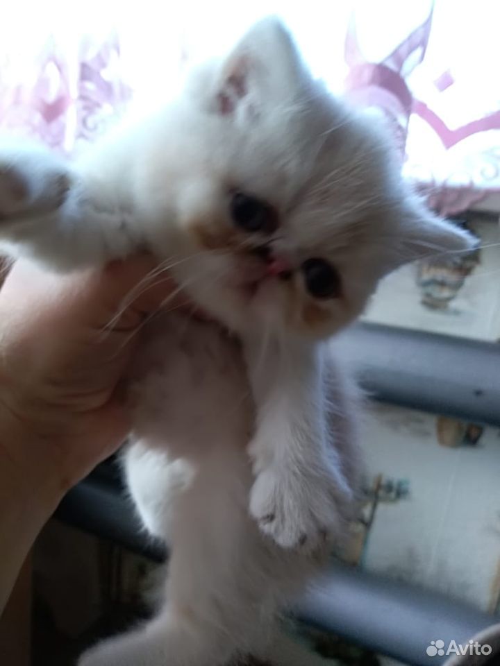 Продам экзотических котят. Родились 14 июня. Девоч
