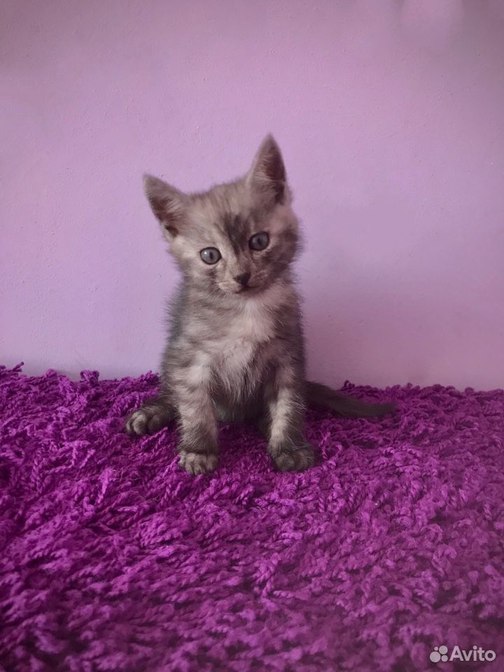 Чудные котята в добрые руки