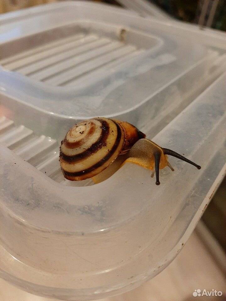 Сухопутная улитка караколус и палочники