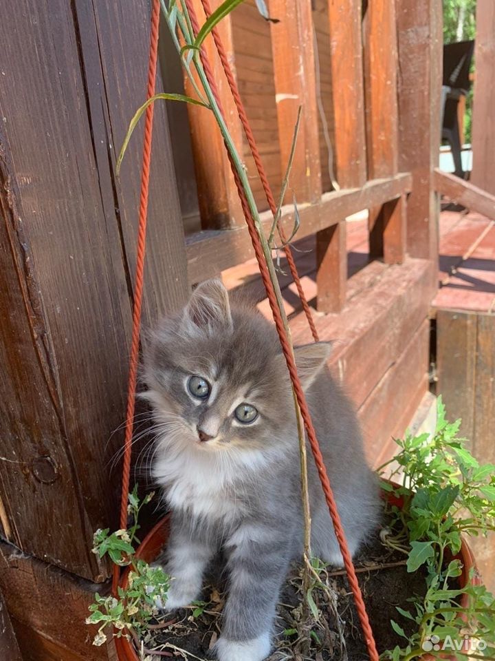 Котята