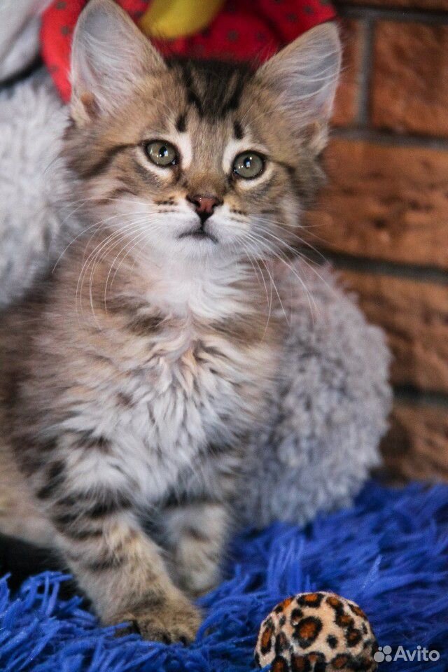 Маленький Семочка в поисках дома