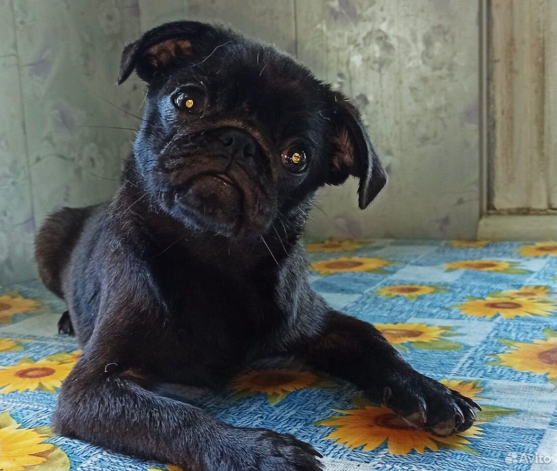 Мопс девочка- Красавица
