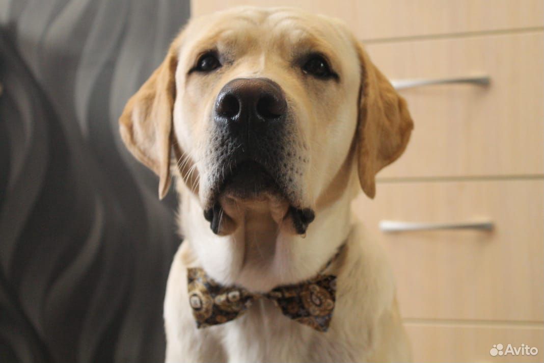 Случка с чистокровным лабрадором