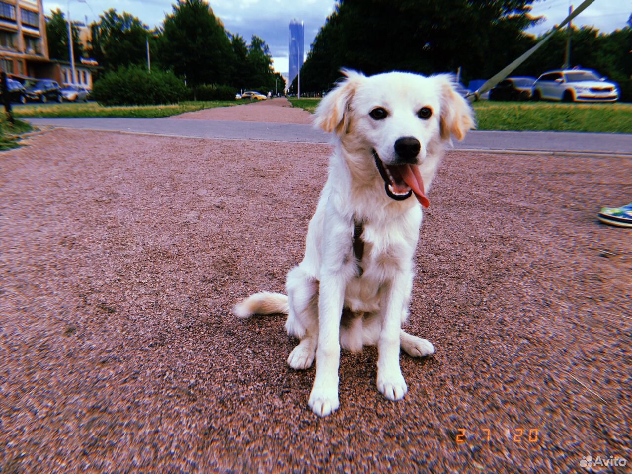 Щенок Генри в добрые руки