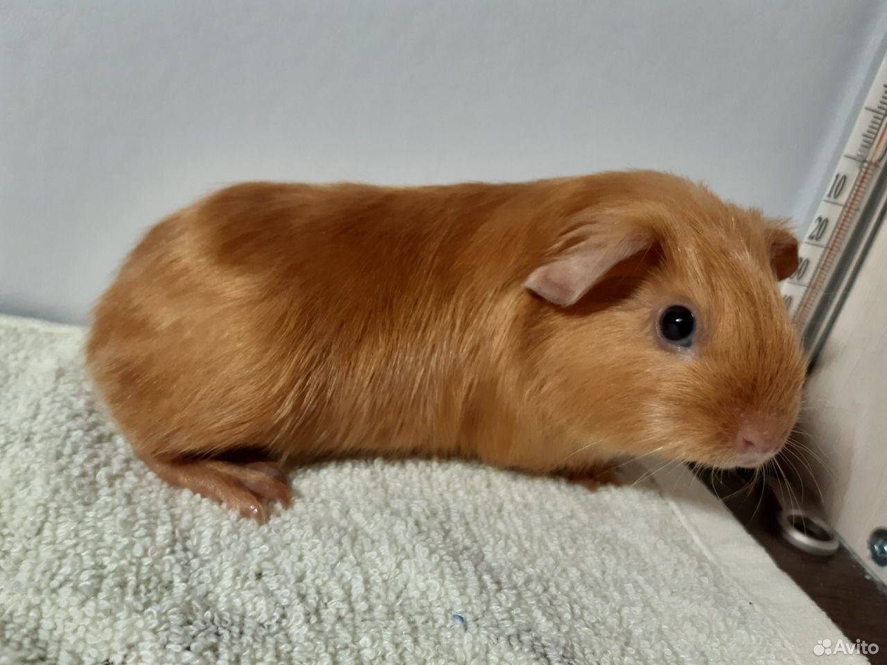 Морская свинка девочка малышка