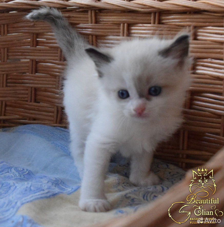 Котенок рэгдолл
