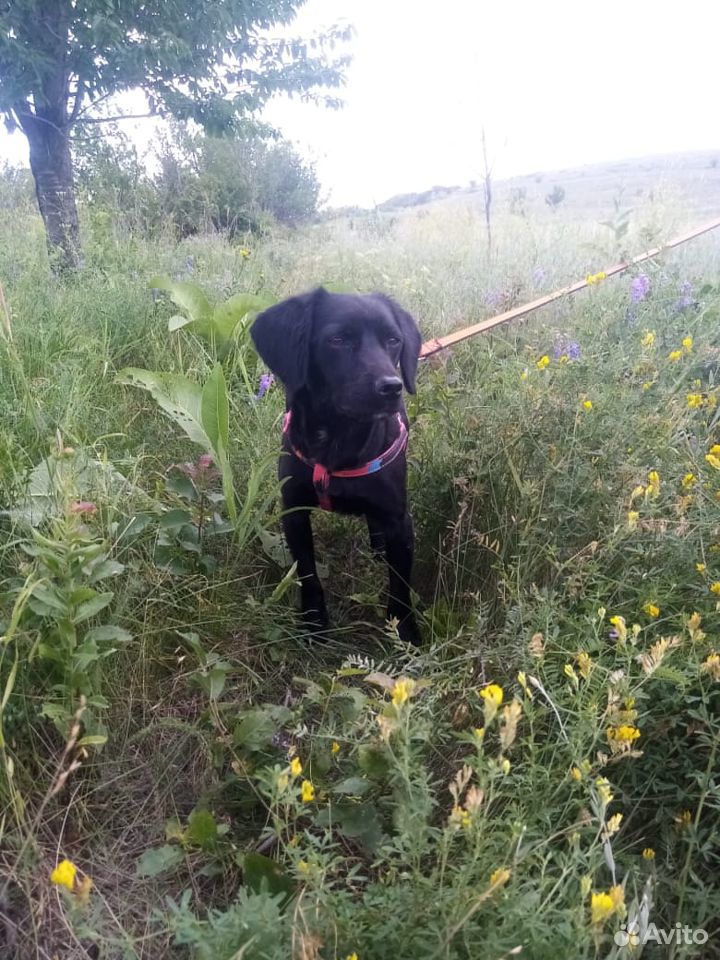 Ищет дом мелкая Собачка Марго