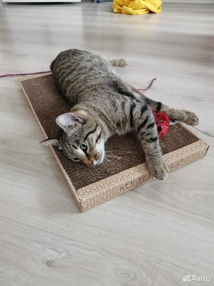 Кот