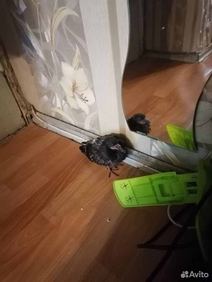 Голубёнок