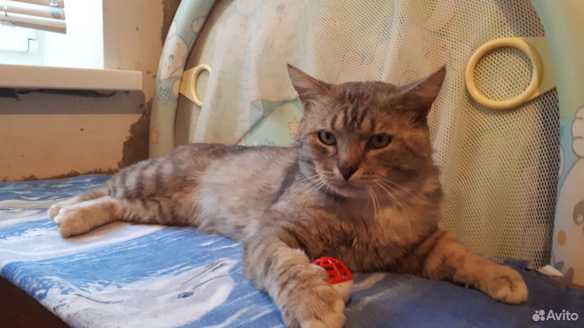 Брутальный мощный кот, 2 года