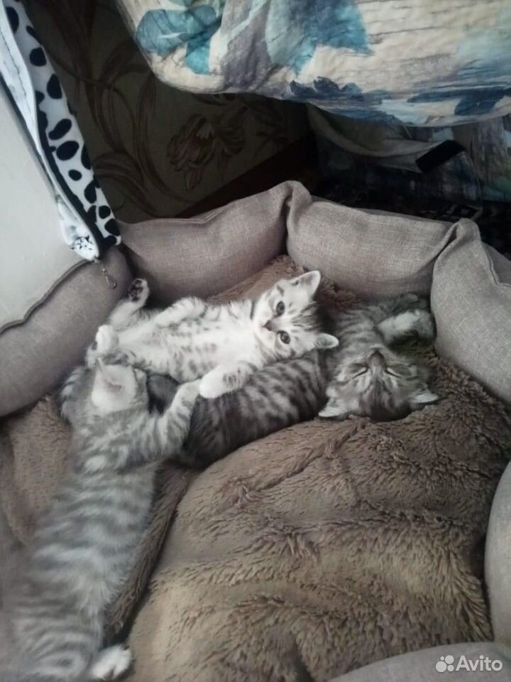 Кошка