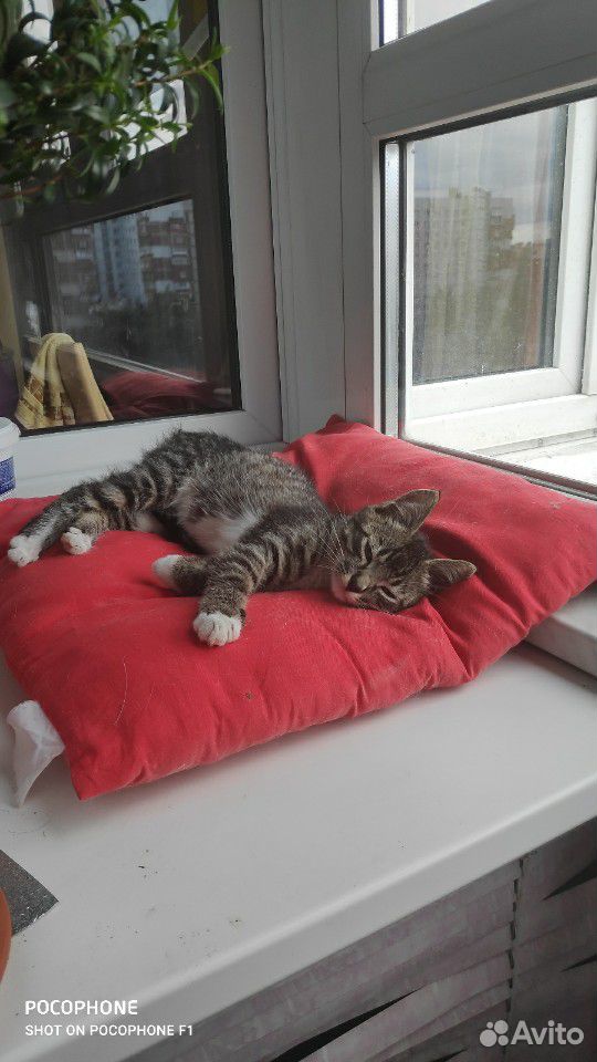 Котенок 4 месяца в добрые руки