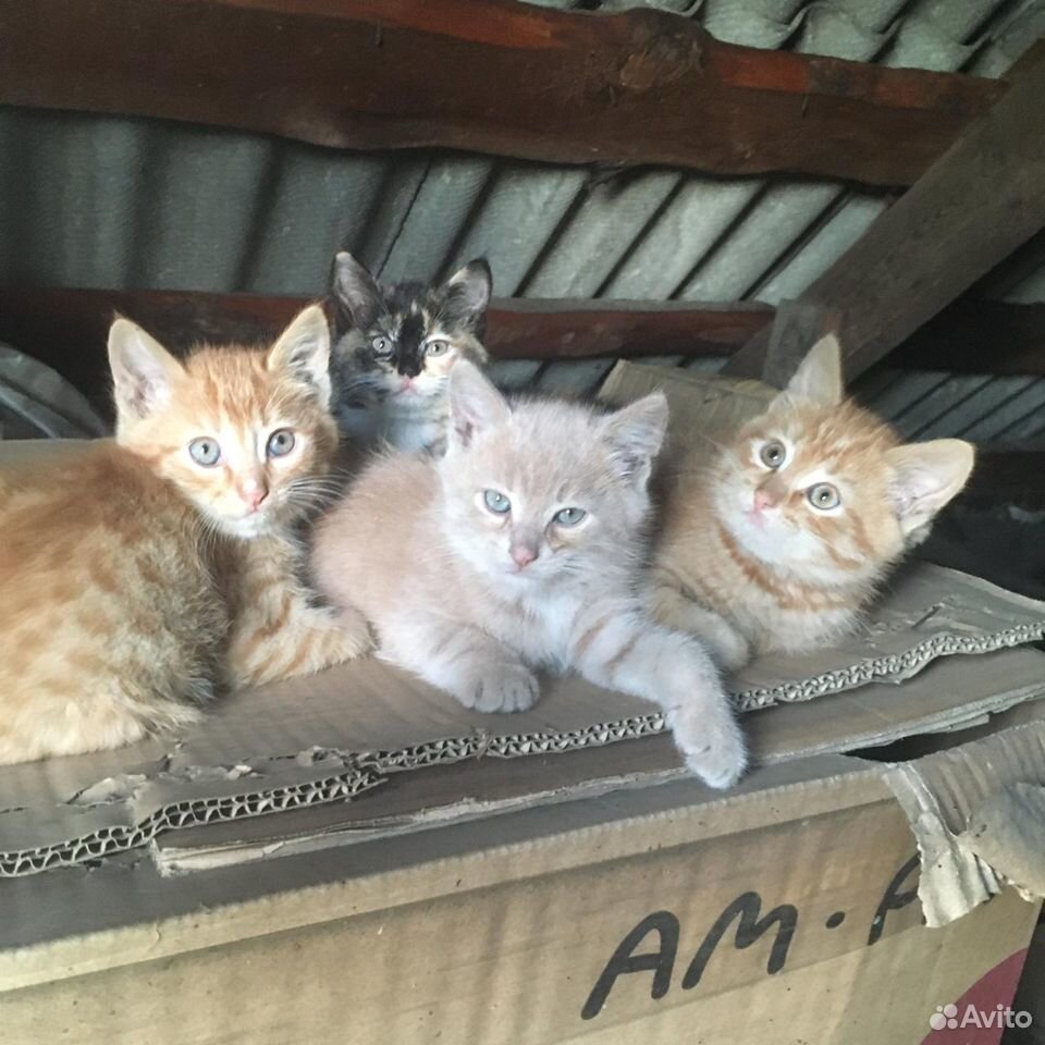 Котята рыжие