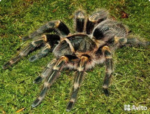 Паук птицеед