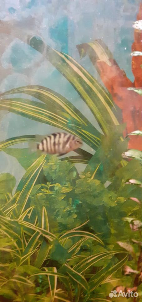 Цихлазома чернополосая