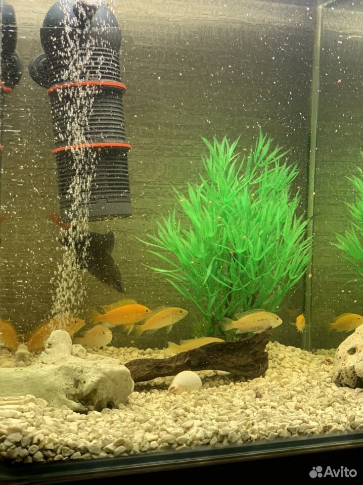 Аквариум пресноводный 60 литров