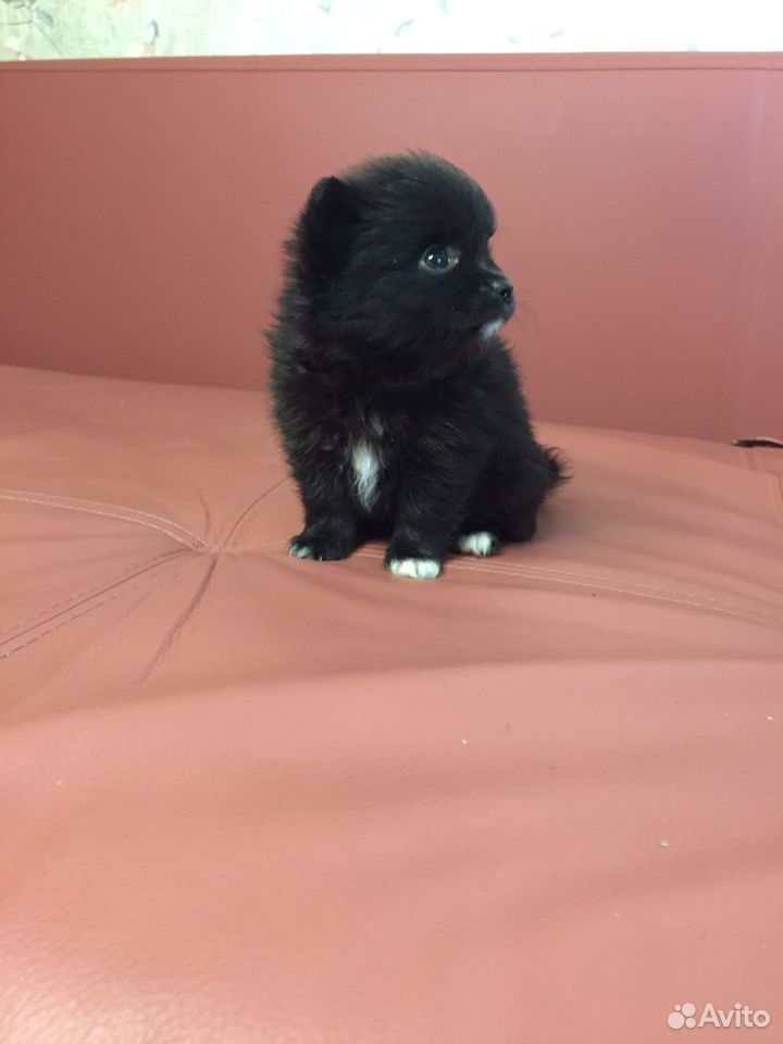 Чихуахуа девочки д.ш