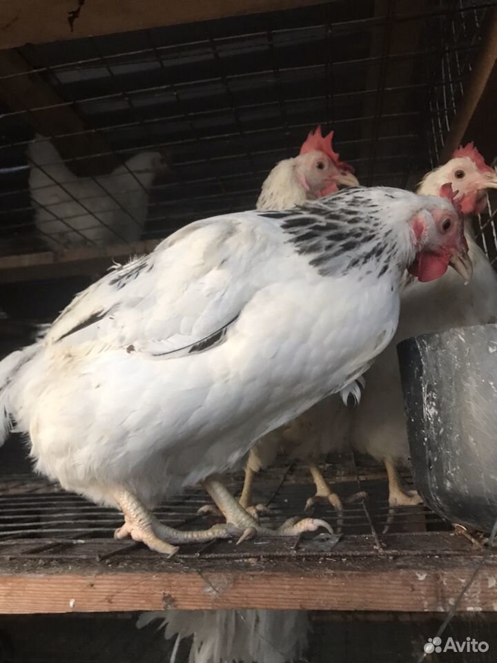 Несушки и Домашние Петушки