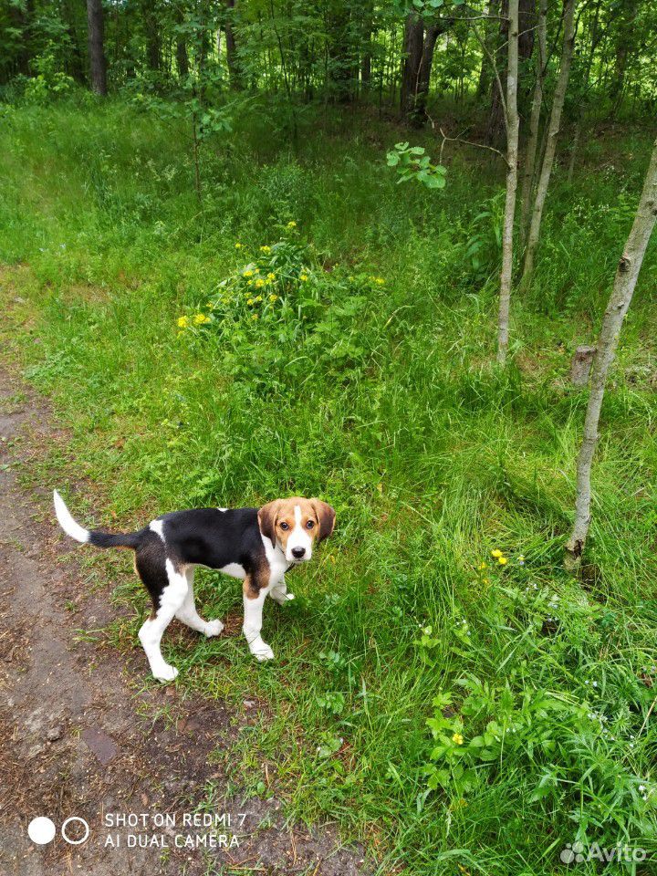 Эстонская гончая