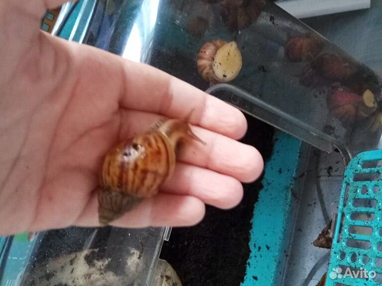 Улитка Ахатин