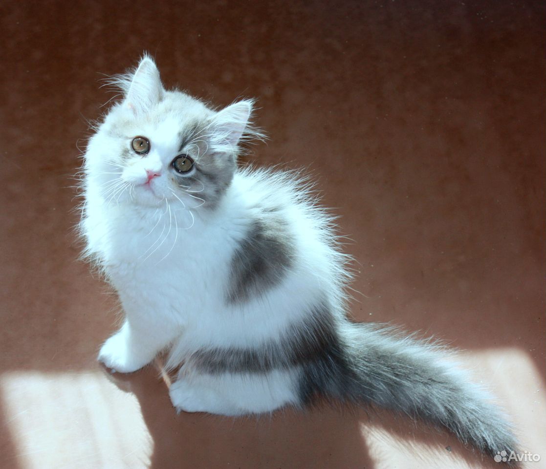 Шотландские красивые котята