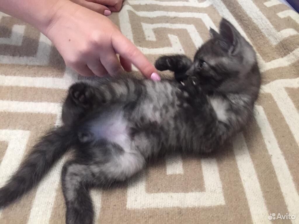 Котенок ищет любящую семью