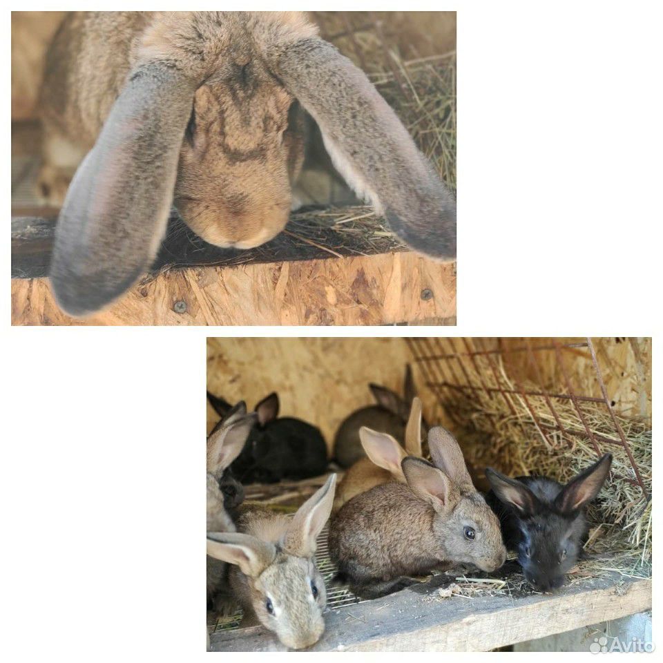 Крольчата на племя