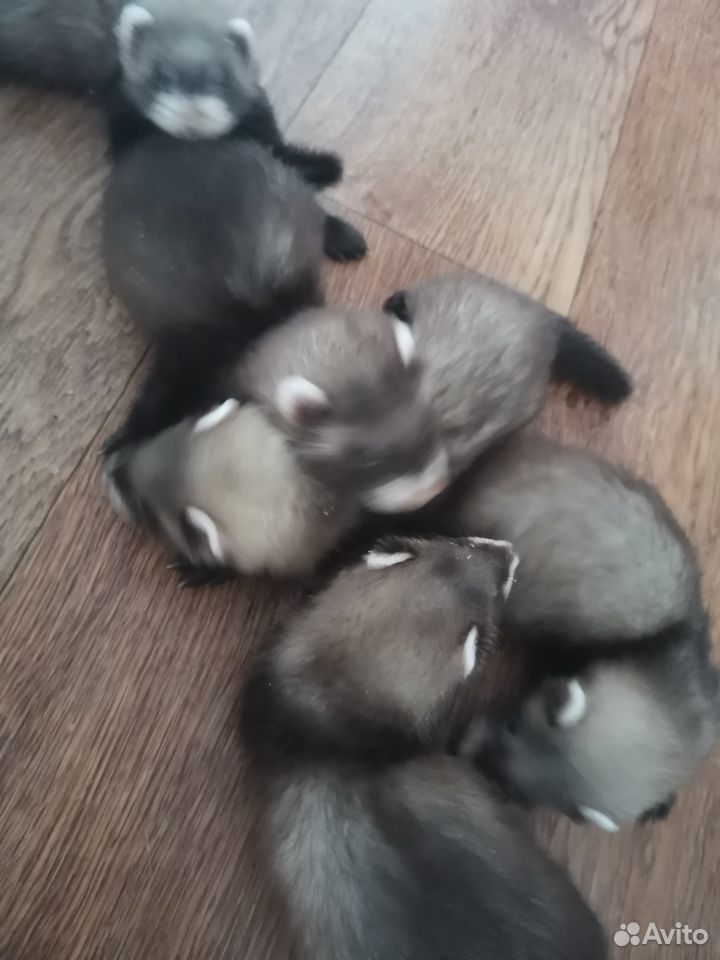Продажа хорьков