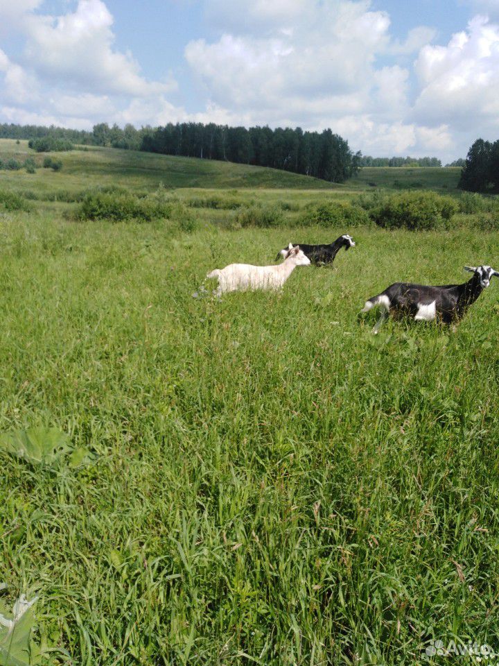 Козочки поместные