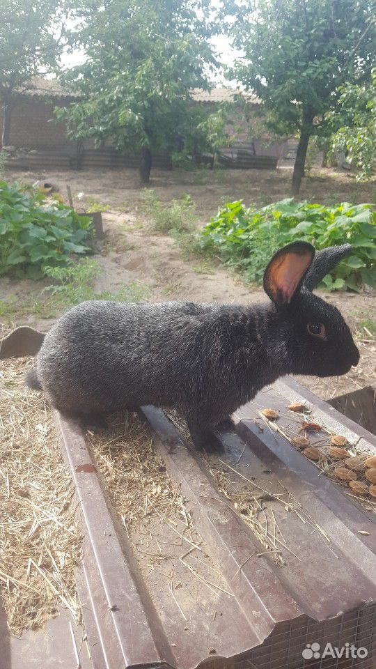 Кролик