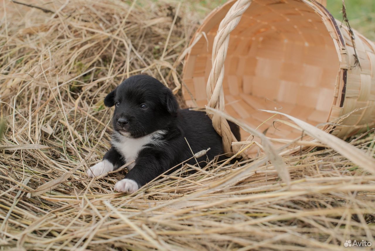 Щенки в ответственные руки