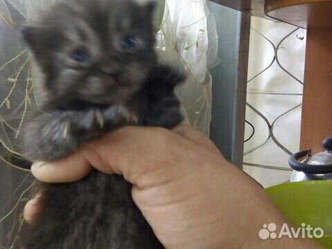 Котята