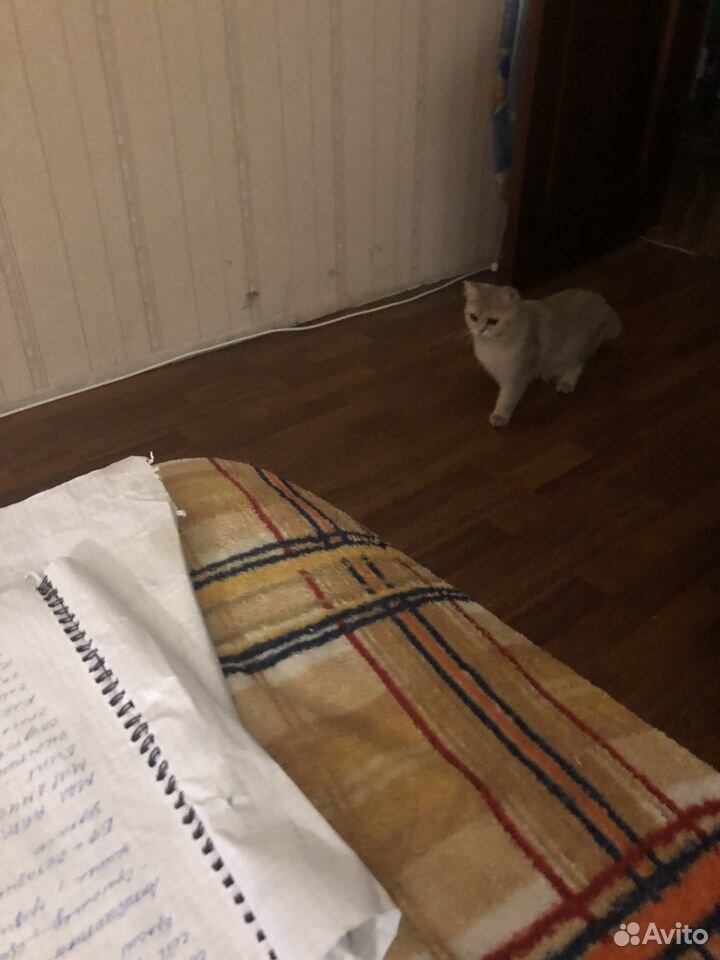 Отдам красотку в хорошие добрые руки