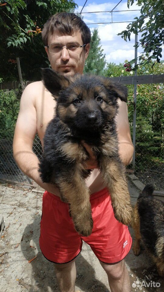 Щенок немца