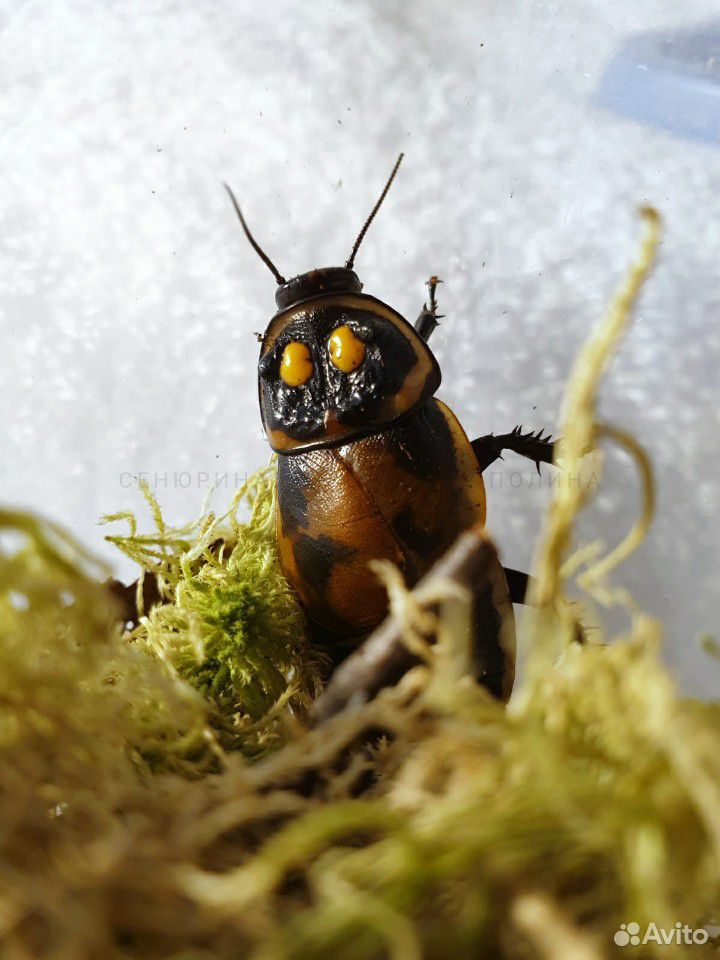 Тараканы-автомобильчики