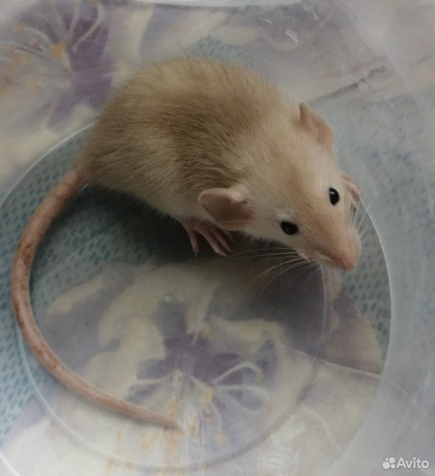 Крысёнок Сиам