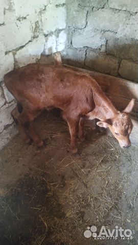Телёнок 3-х дневный. Бычок