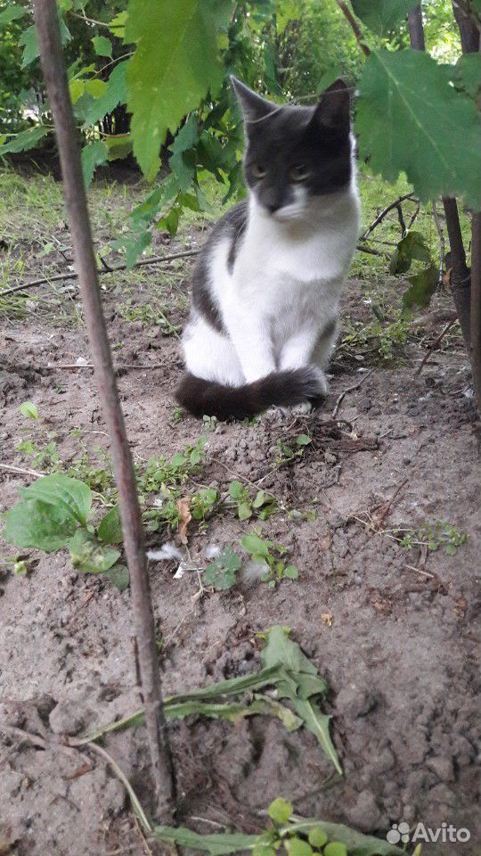 Очаровательный молодой котик