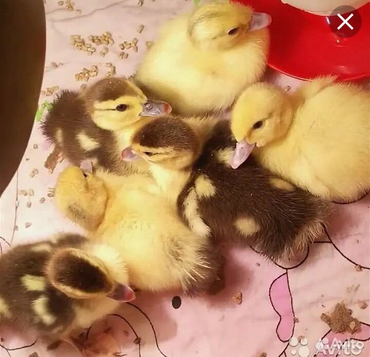 Продам индоутят