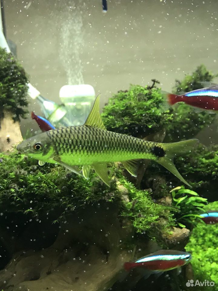 Аквариумная рыбка «Бородоет» (Crossocheilus reticu