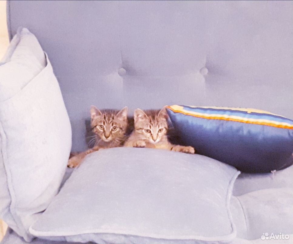 Полосатая мафия